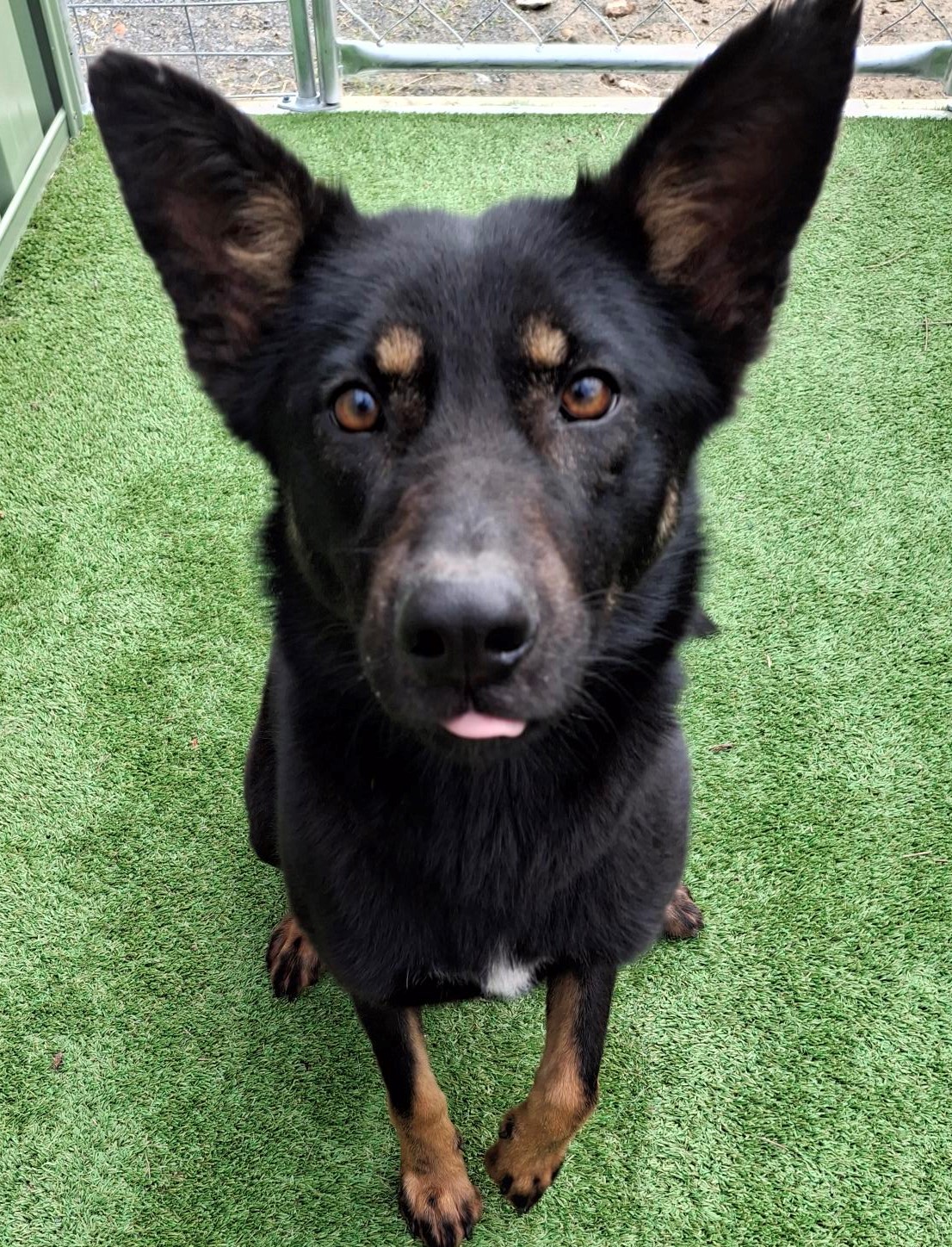 Pepper - Animal Adoptions | Have Your Say Port Stephens