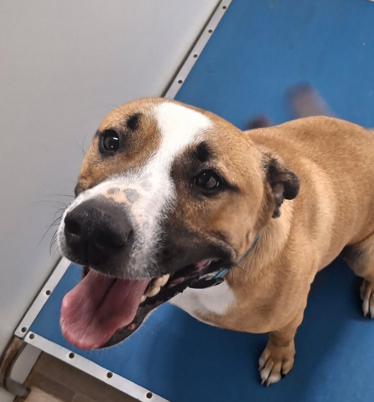 Buddy (1) | Have Your Say Port Stephens